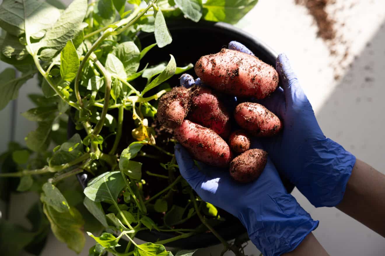 PoLoPo Unveils Molecular Farming Platform in Potato Plants to Grow Egg ...